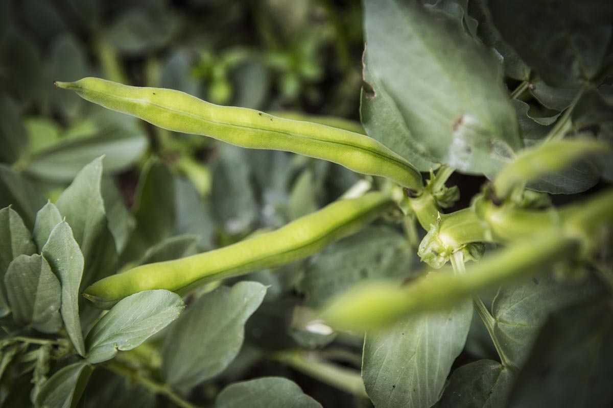 Pagar as favas – sinalAberto